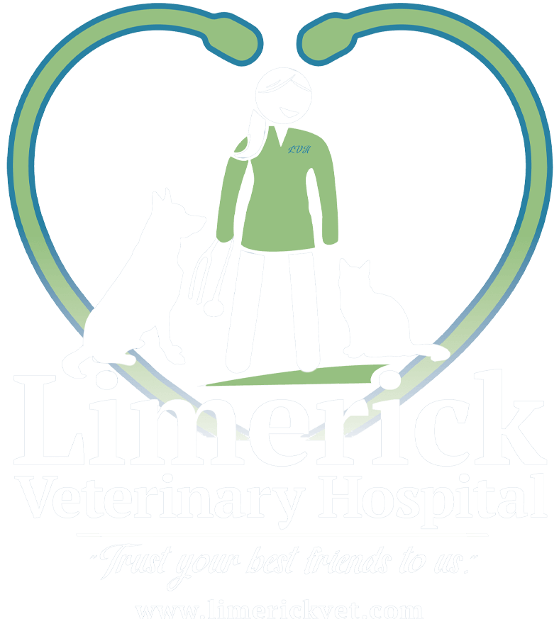 Why Is My Dog Being Aggressive In Limerick PA And How Do I Stop It